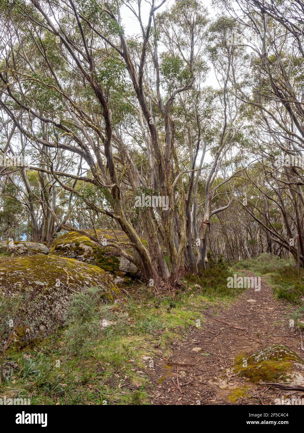 Hiking Trails, Baw Baw National Park, Victoria Australia. From Mount St ...