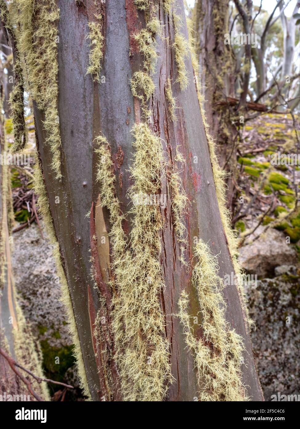 Snow gum tree hi-res stock photography and images - Alamy