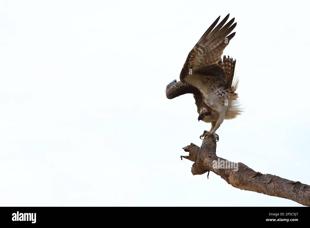 Osprey Feet High Resolution Stock Photography and Images - Alamy