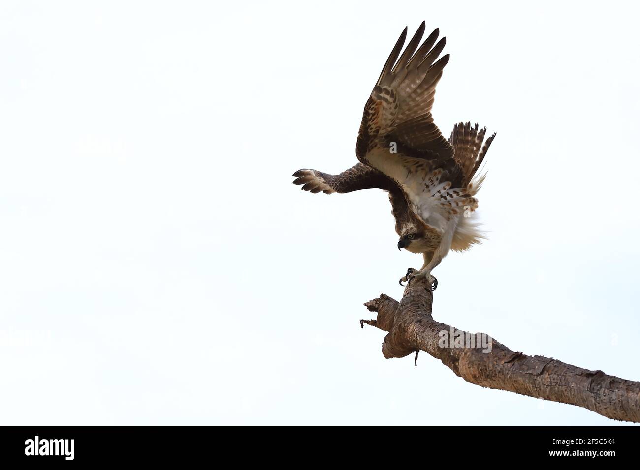 Osprey in flight with branch hi-res stock photography and images - Alamy