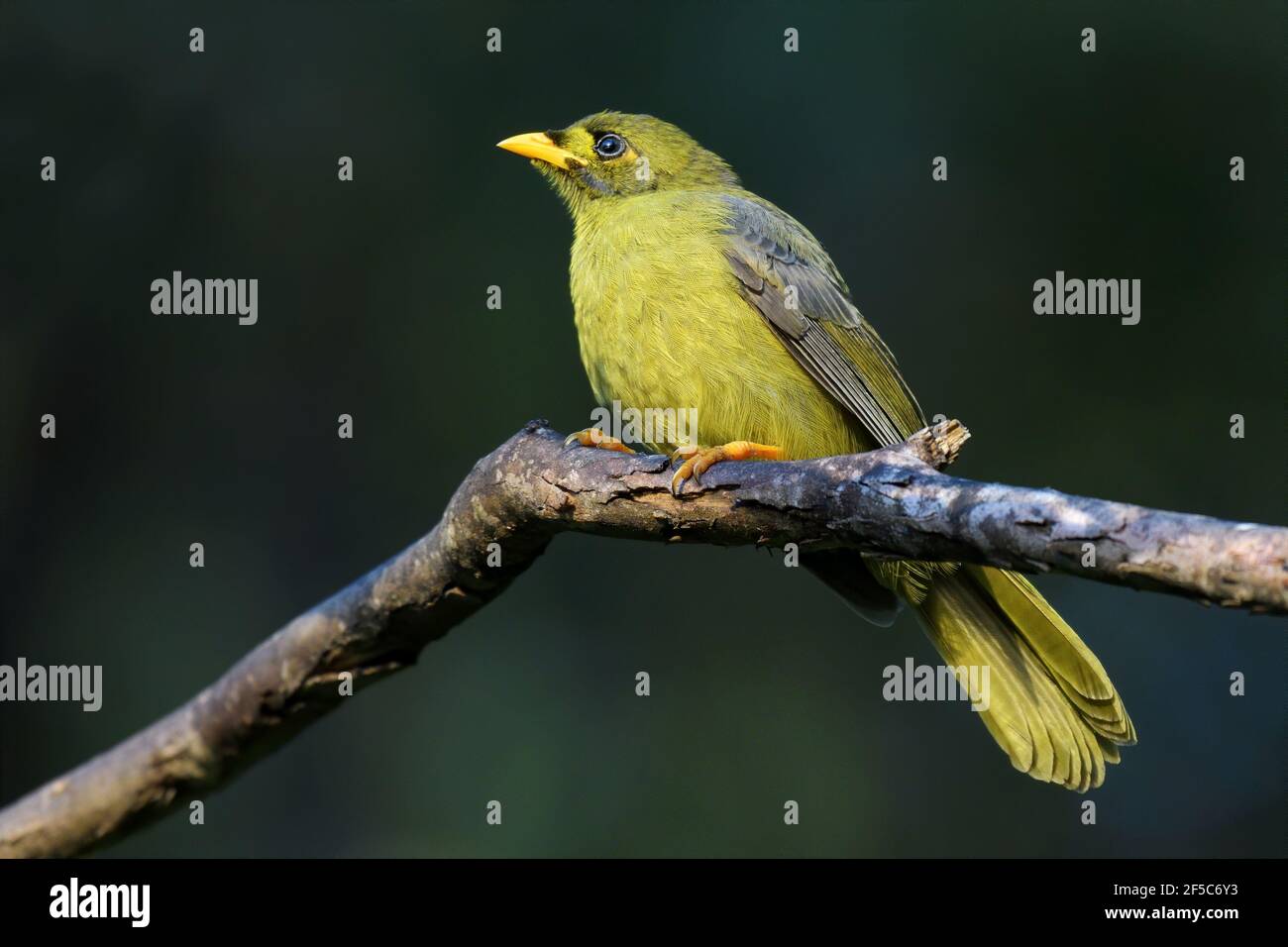 Australian bell bird hi-res stock photography and images - Alamy