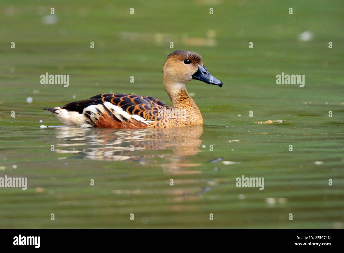Wandering whistling duck hi-res stock photography and images - Alamy