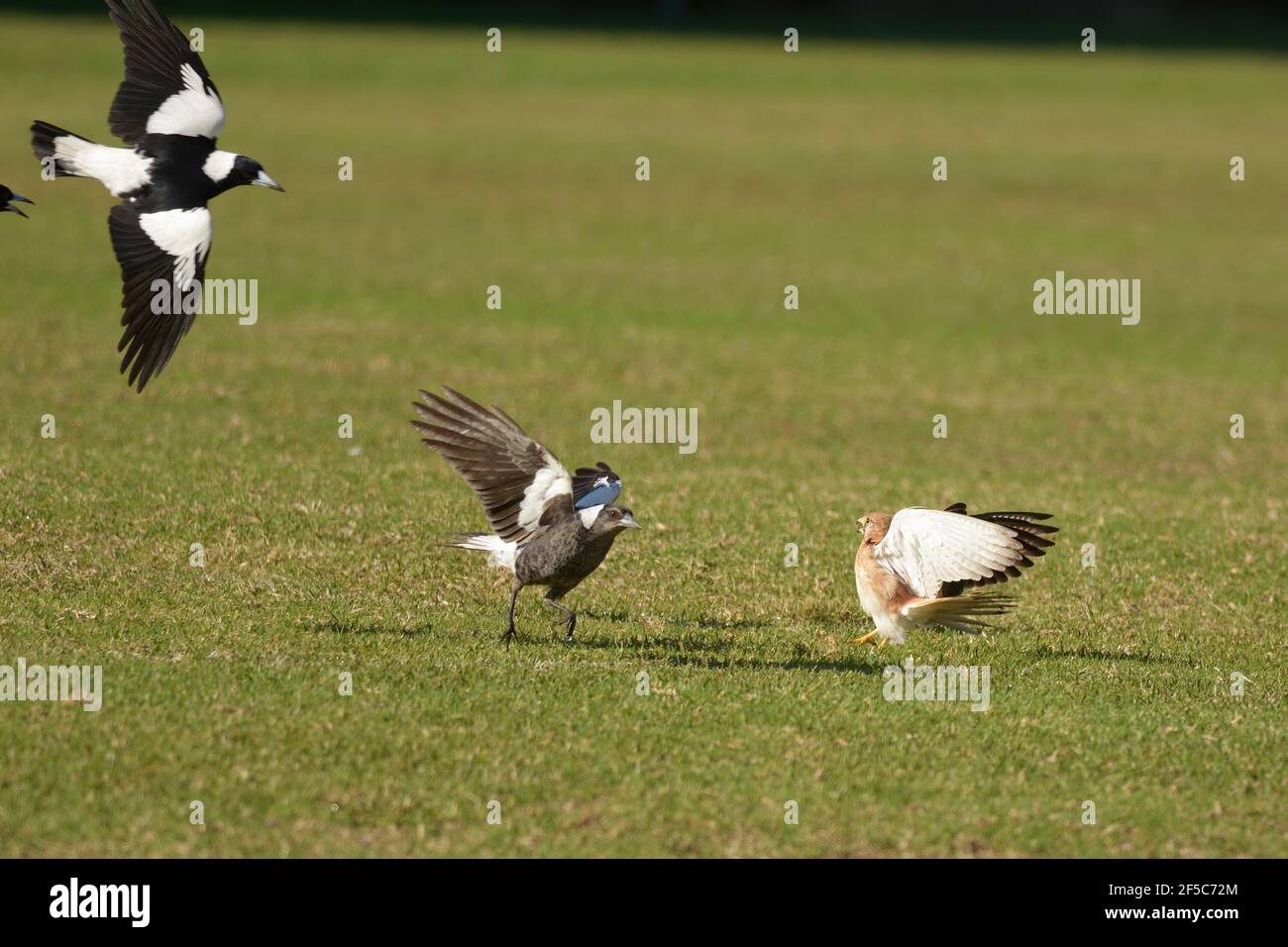 Australian magpies hi-res stock photography and images - Alamy