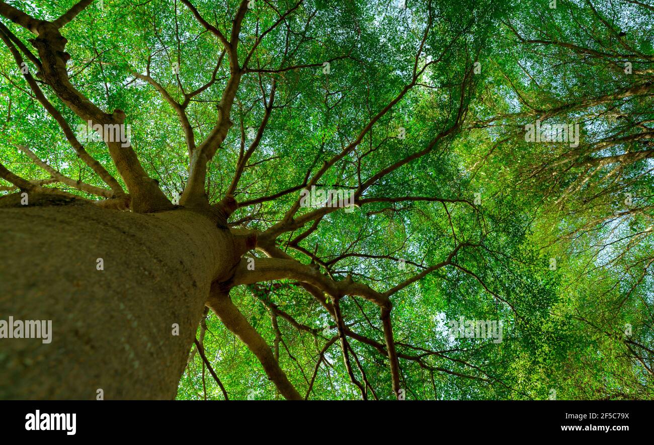 Bottom view of tree trunk to green leaves of big tree in tropical ...