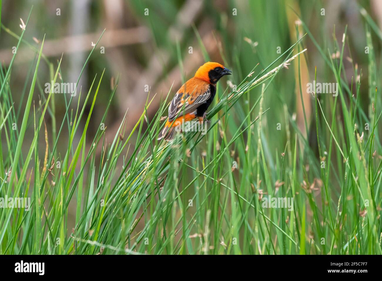 Black winged red bishop hi-res stock photography and images - Alamy