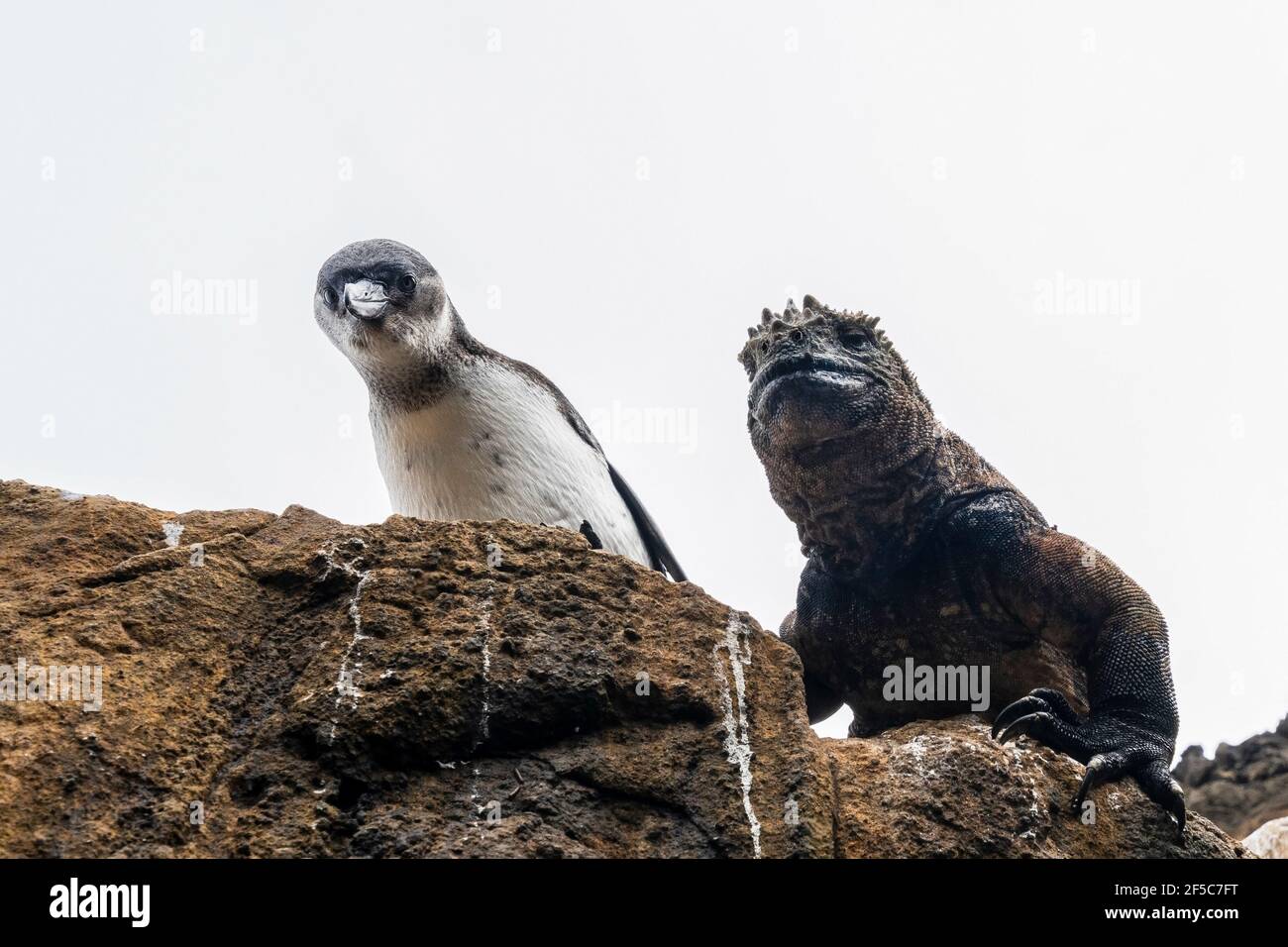 Galapagos Penguin and Galapagos marine iguana at Isabela Island of ...