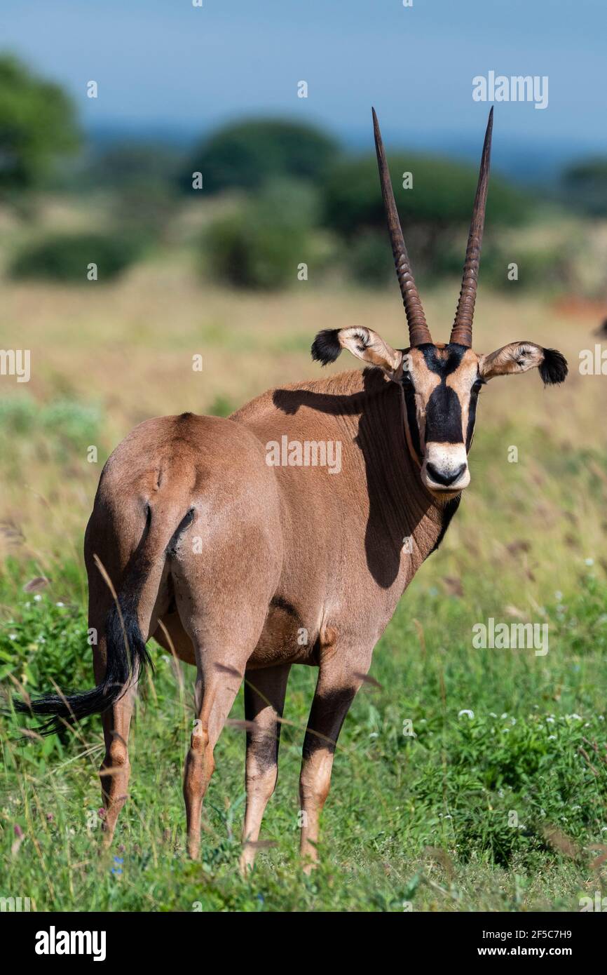Beisa oryx (Oryx gazella beisa), Tsavo, Kenya Stock Photo - Alamy