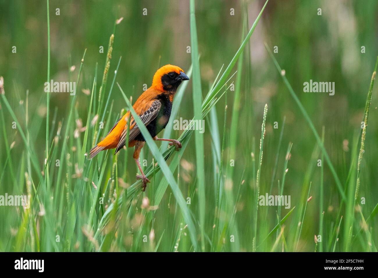 Black Winged Red Bishop High Resolution Stock Photography and Images ...