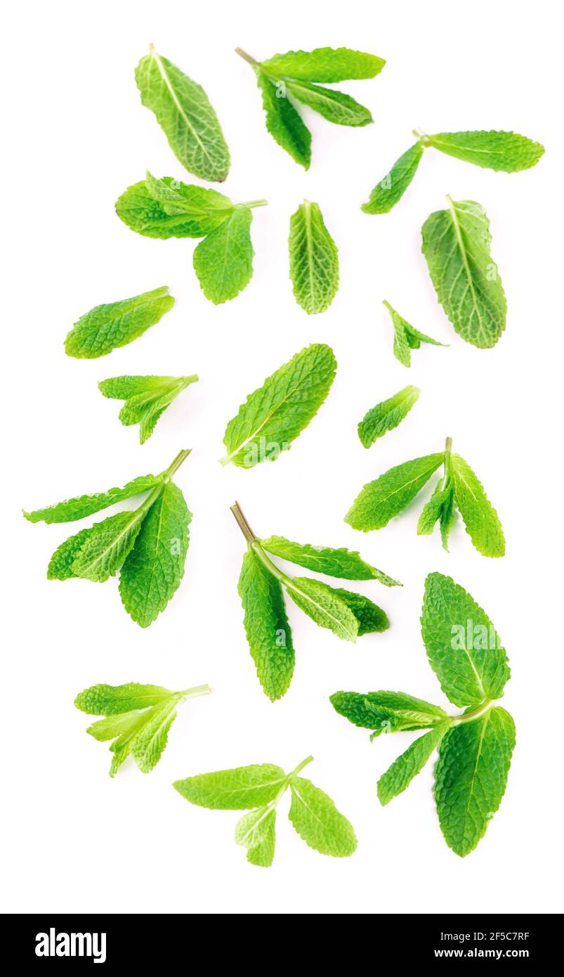 Falling green mint leaves Cut Out Stock Images & Pictures - Alamy