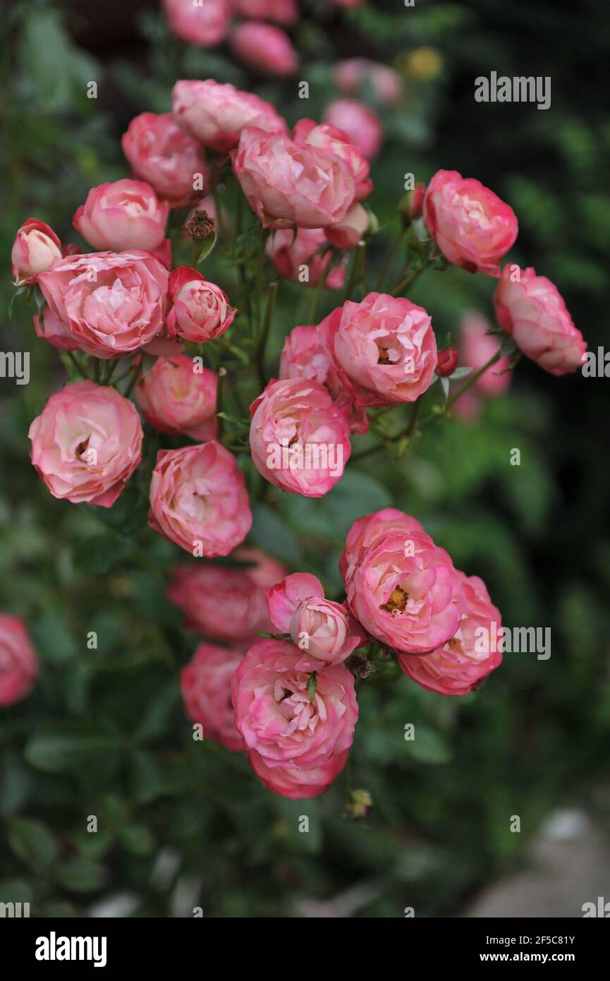 Pink-russet Shrub rose (Rosa) Acropolis blooms in a garden in August ...