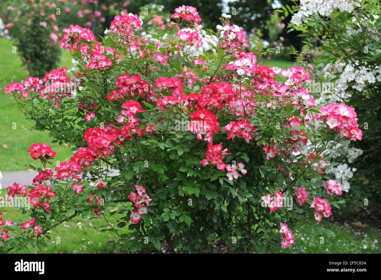 Deep pink with a white eye Hybrid Musk rose (Rosa) Bukavu blooms in a ...