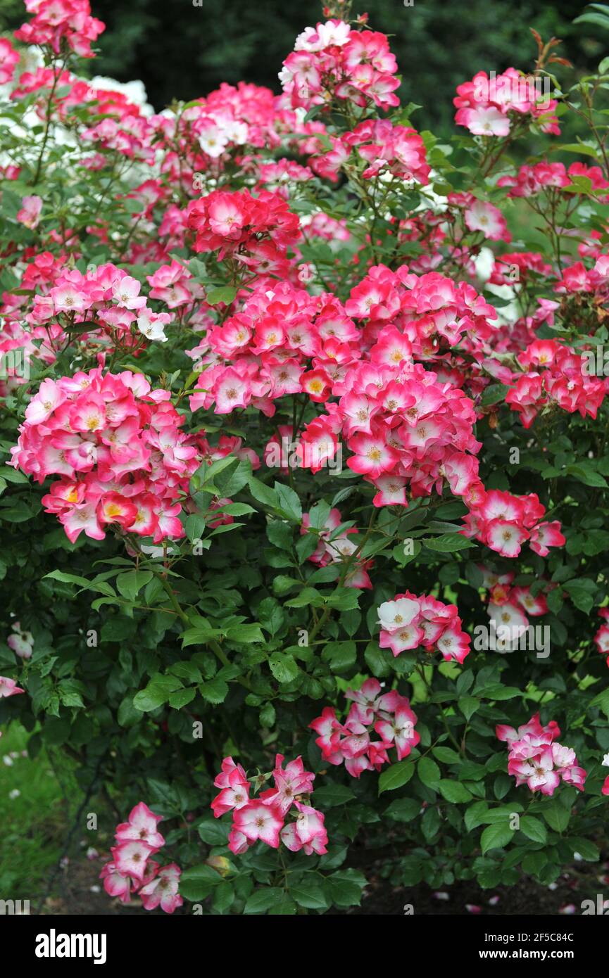 Deep pink with a white eye Hybrid Musk rose (Rosa) Bukavu blooms in a ...