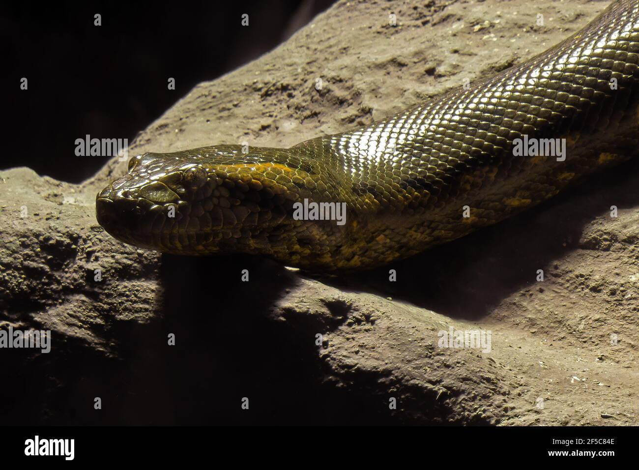 Close up Head of Green Anaconda was Coiled on The Rock Stock Photo - Alamy