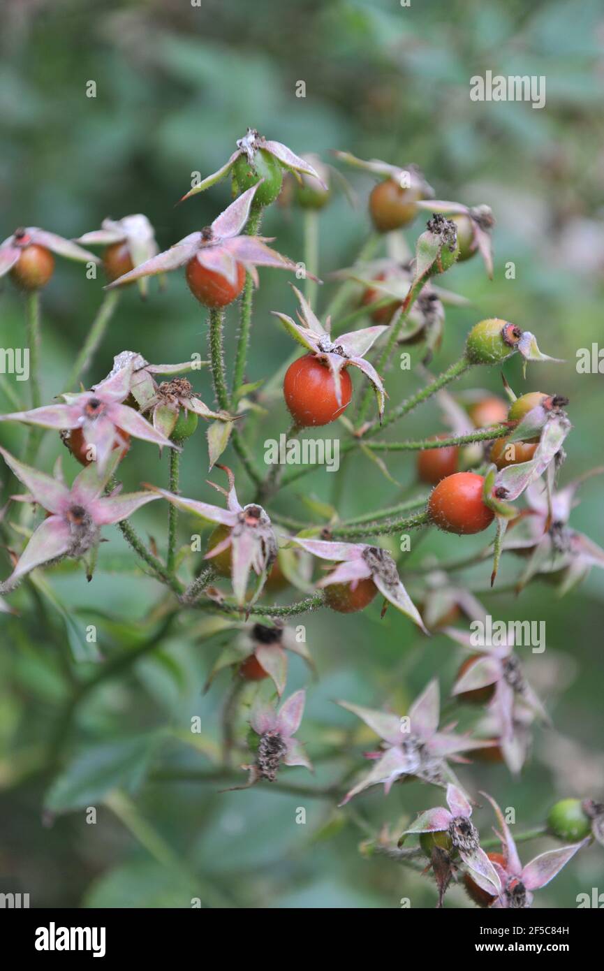Red hips of a Hybrid Musk rose (Rosa) Bukavu in a garden in September ...