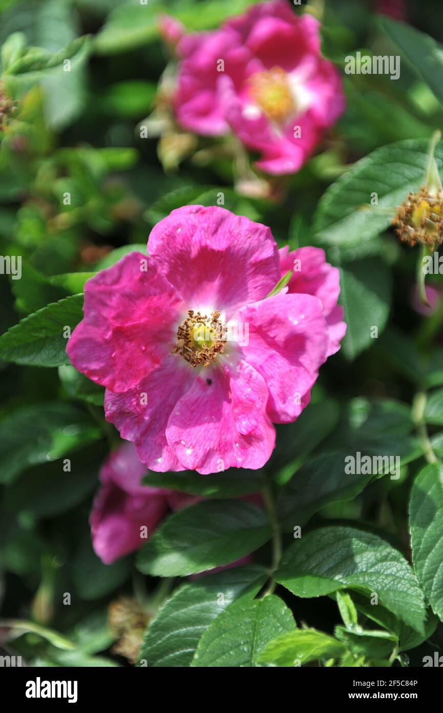Pink California wild rose (Rosa californica) blooms in a garden in May ...