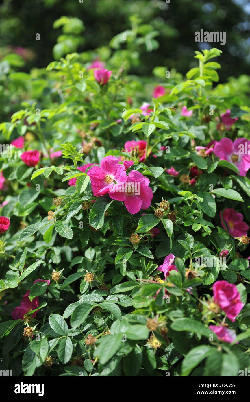 Pink California wild rose (Rosa californica) blooms in a garden in May ...