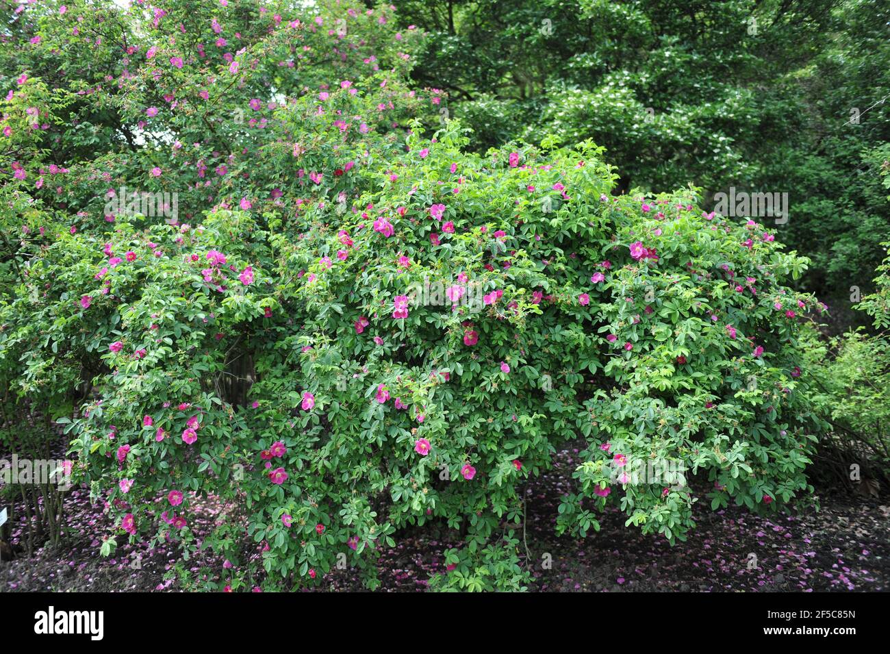 Pink California wild rose (Rosa californica) blooms in a garden in May ...
