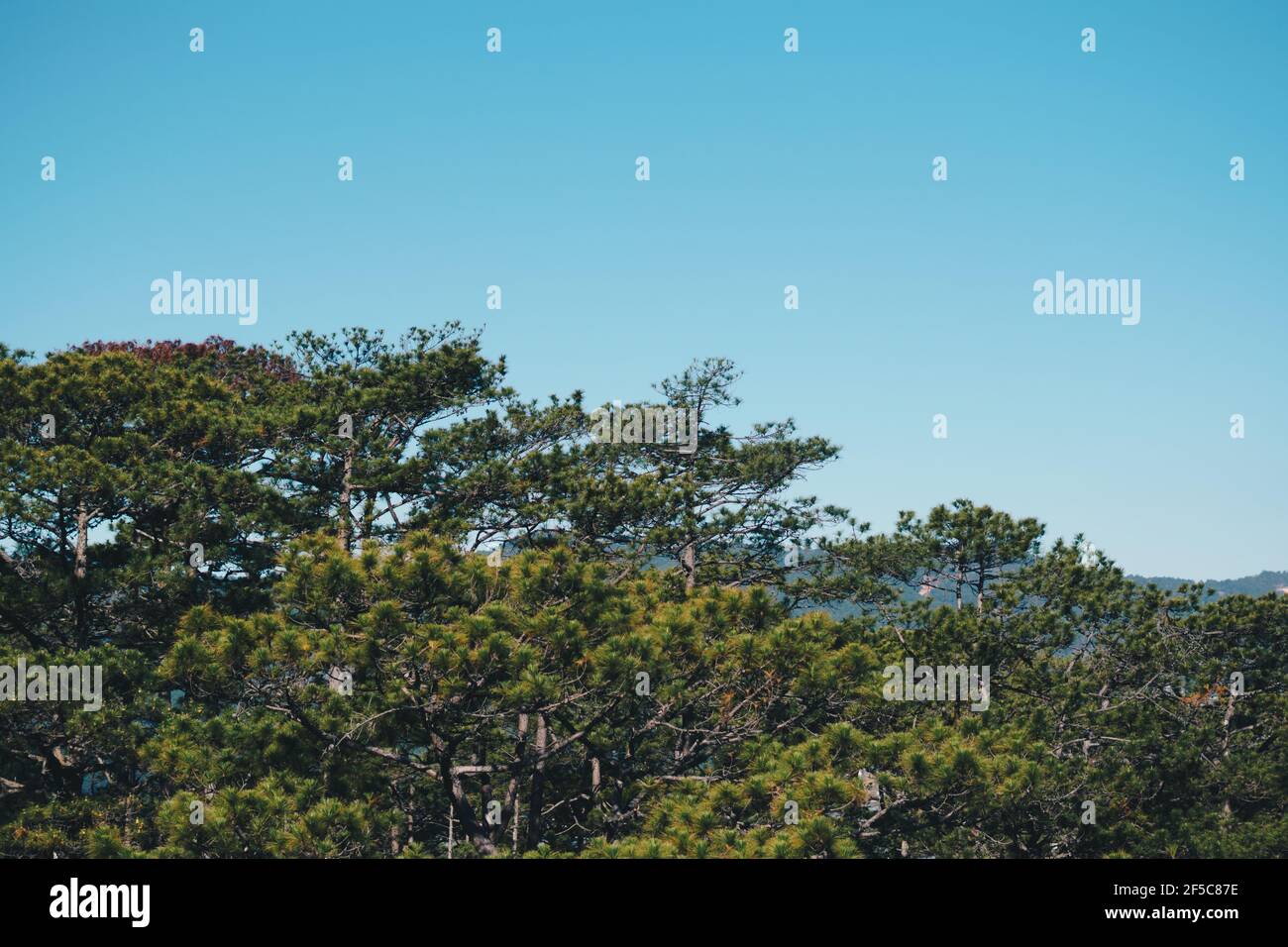 Panorama Bird's eye view of treetop. Evergreen coniferous pine tree ...