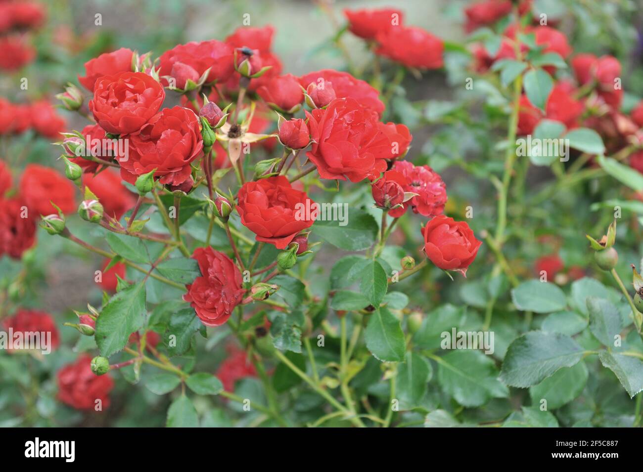 Red Floribunda rose (Rosa) Canzonetta blooms in a garden in September ...