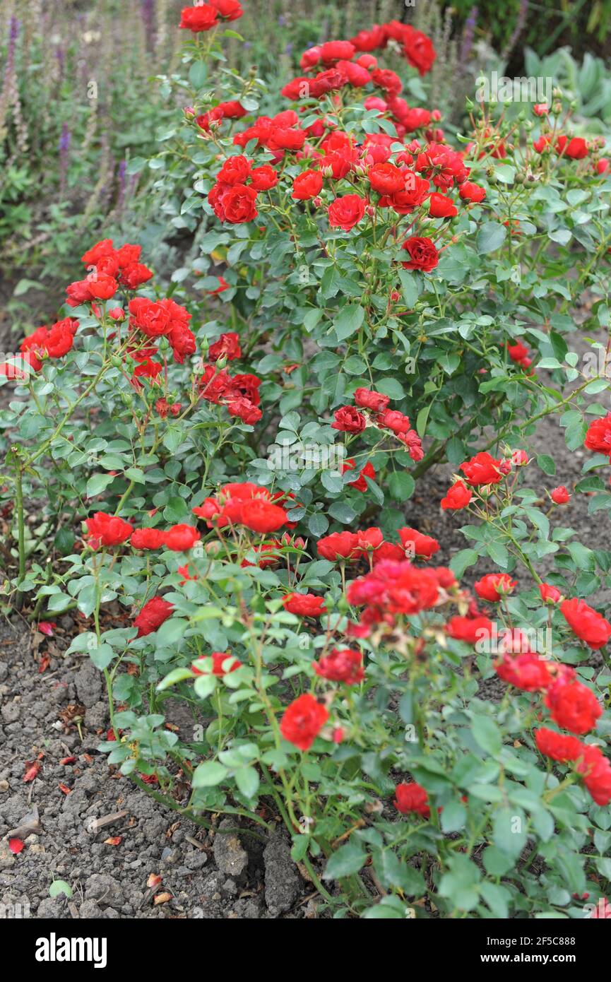 Red Floribunda rose (Rosa) Canzonetta blooms in a garden in September ...