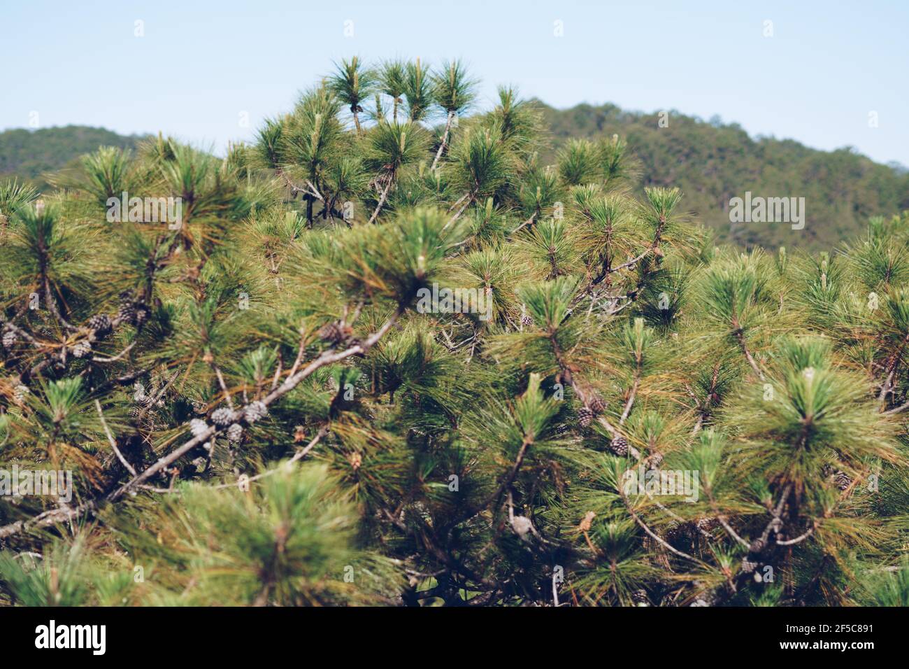 Panorama Bird's eye view of treetop. Evergreen coniferous pine tree ...