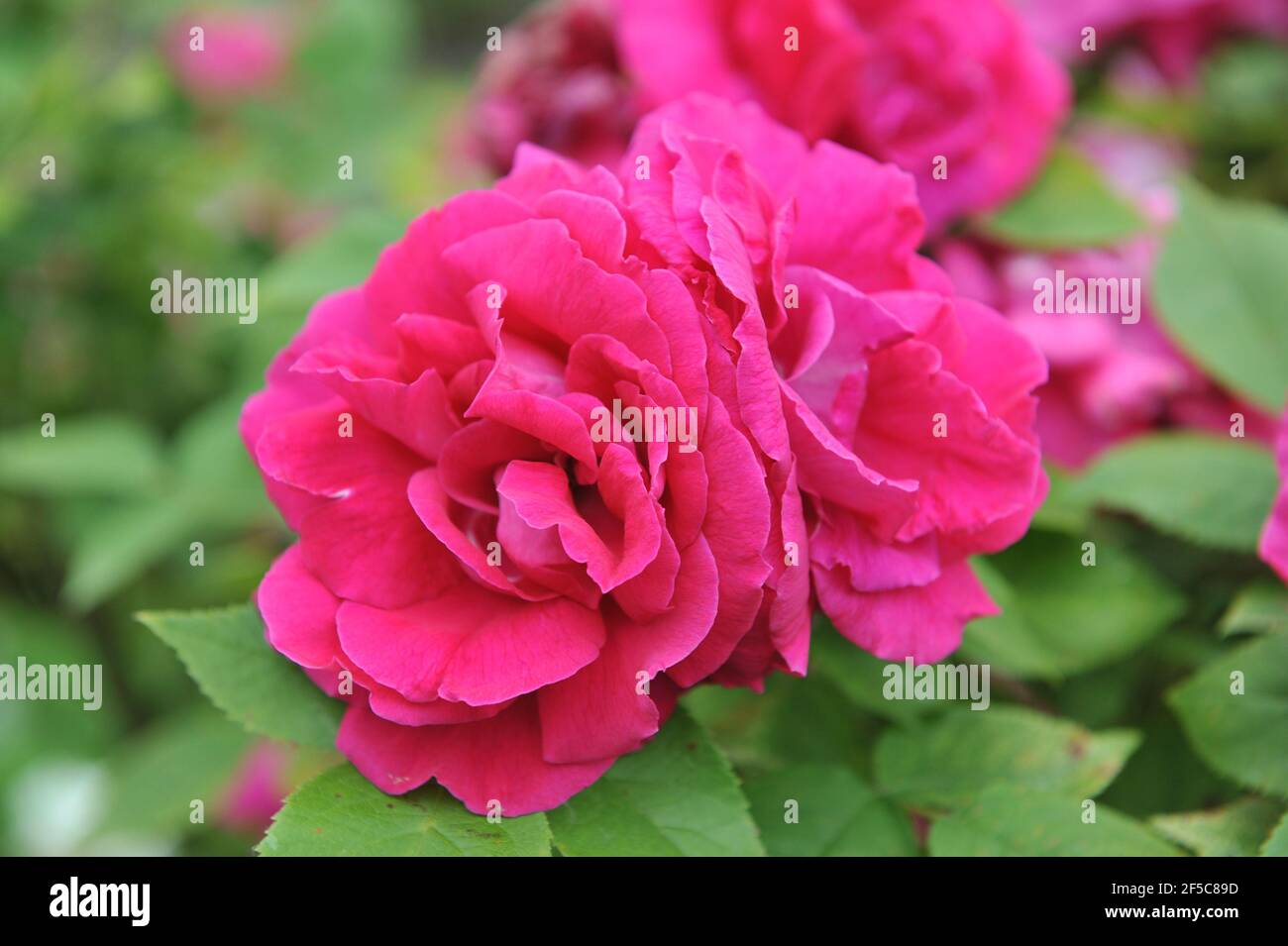 Deep pink Hybrid Perpetual rose (Rosa) Captain Hayward blooms in a ...