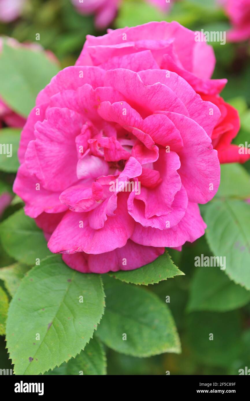 Deep pink Hybrid Perpetual rose (Rosa) Captain Hayward blooms in a ...