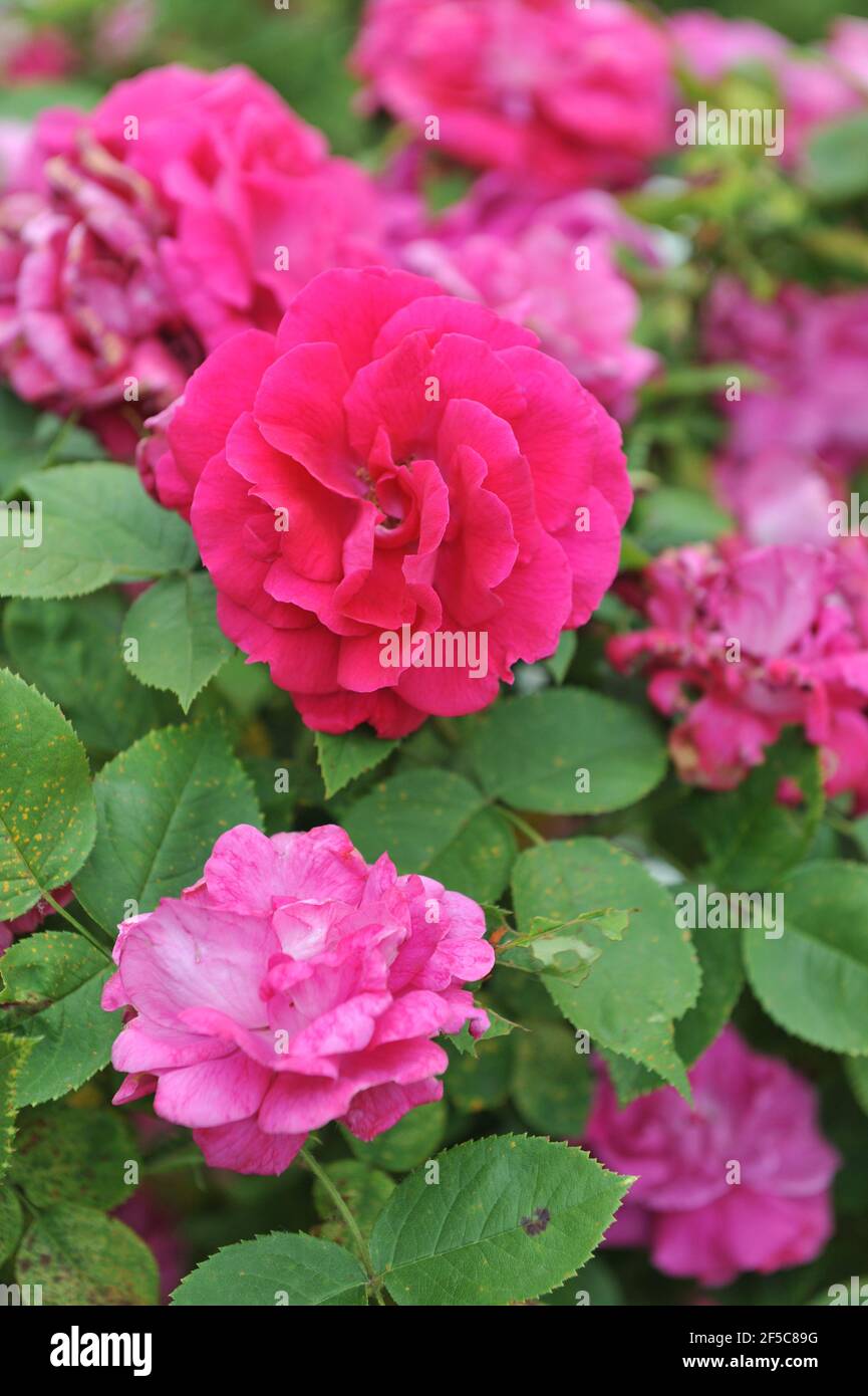 Deep pink Hybrid Perpetual rose (Rosa) Captain Hayward blooms in a ...