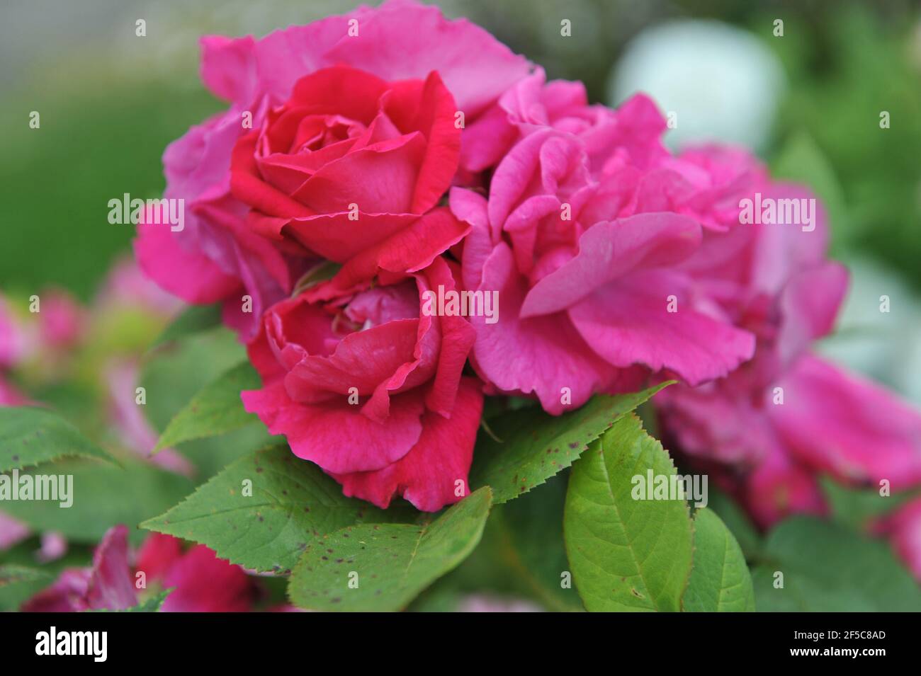 Deep pink Hybrid Perpetual rose (Rosa) Captain Hayward blooms in a ...