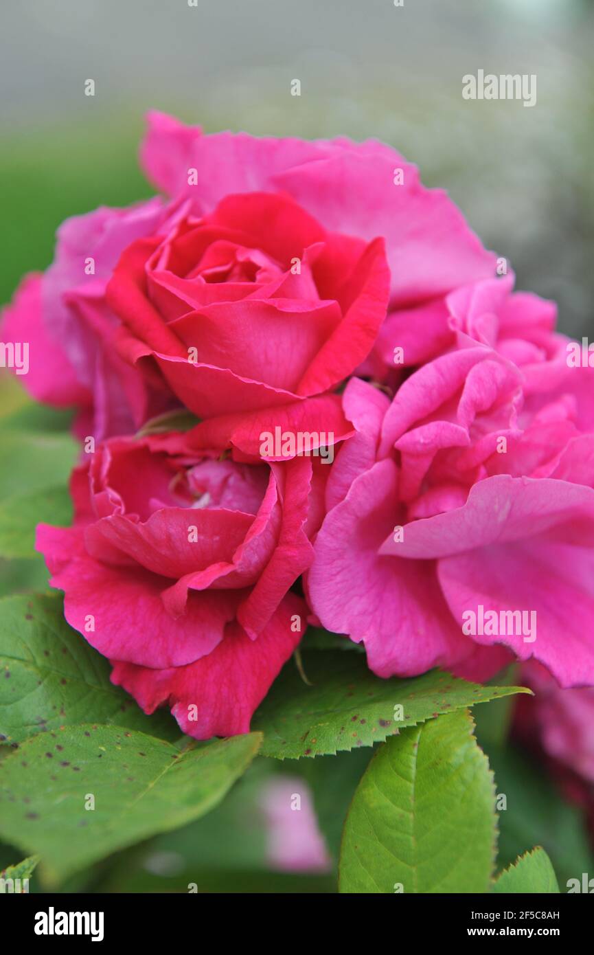 Deep pink Hybrid Perpetual rose (Rosa) Captain Hayward blooms in a ...