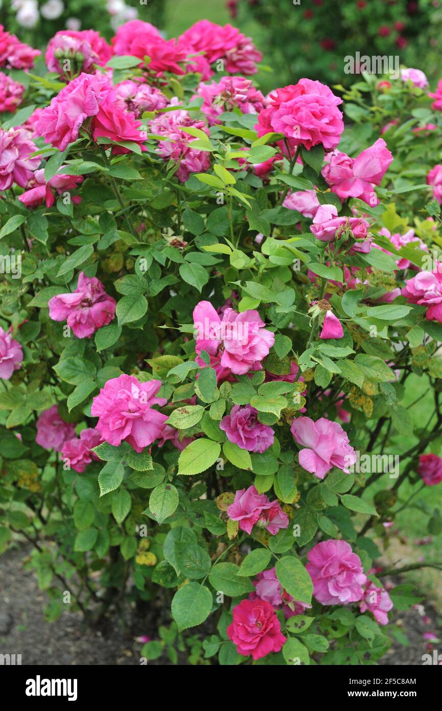 Deep pink Hybrid Perpetual rose (Rosa) Captain Hayward blooms in a ...