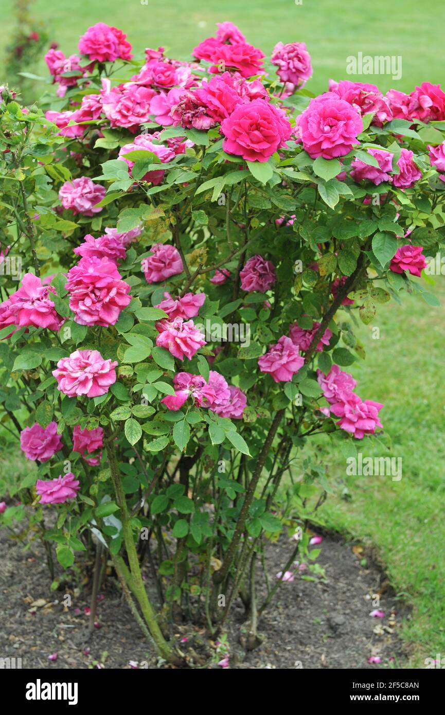 Deep pink Hybrid Perpetual rose (Rosa) Captain Hayward blooms in a ...