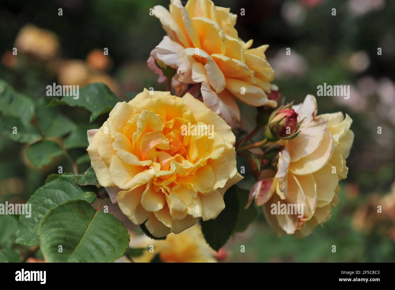 Kb Rose English Tea Garden