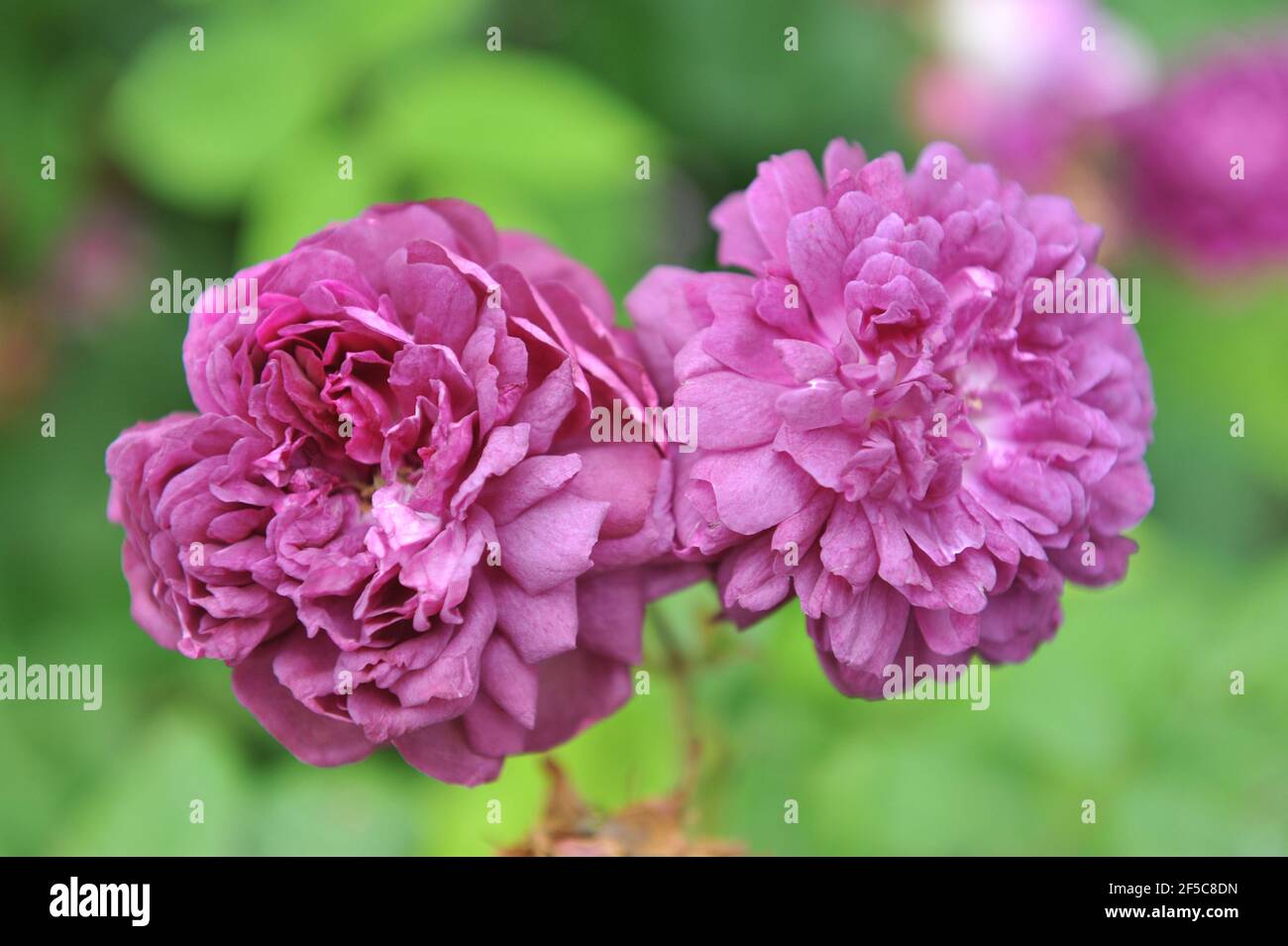 Rosa cardinal de richelieu hi-res stock photography and images - Alamy