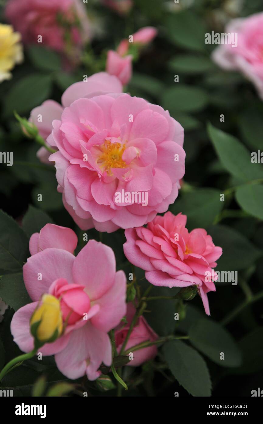 Pink shrub English rose (Rosa) Cariad blooms on an exhibition in May ...