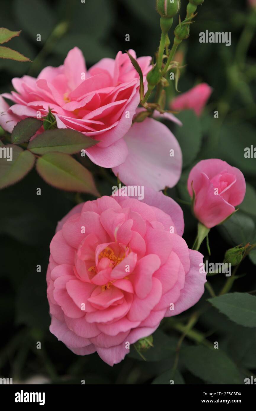 Pink shrub English rose (Rosa) Cariad blooms on an exhibition in May ...