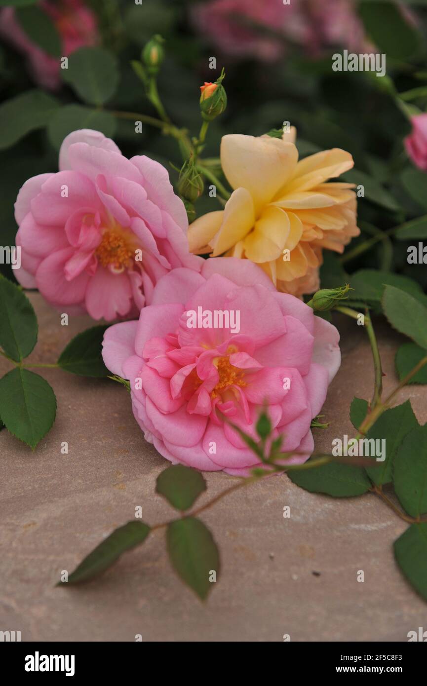 Pink shrub English rose (Rosa) Cariad blooms on an exhibition in May ...