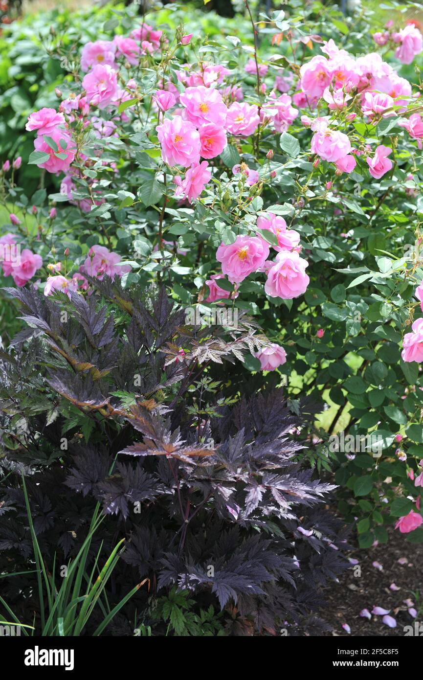 Pink shrub English rose (Rosa) Cariad blooms in a garden in May Stock ...