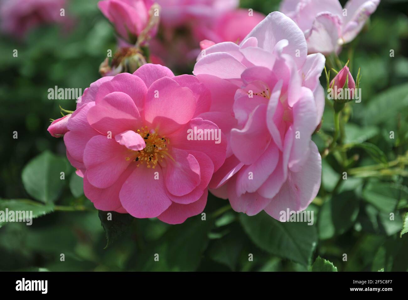 Pink shrub English rose (Rosa) Cariad blooms in a garden in May Stock ...