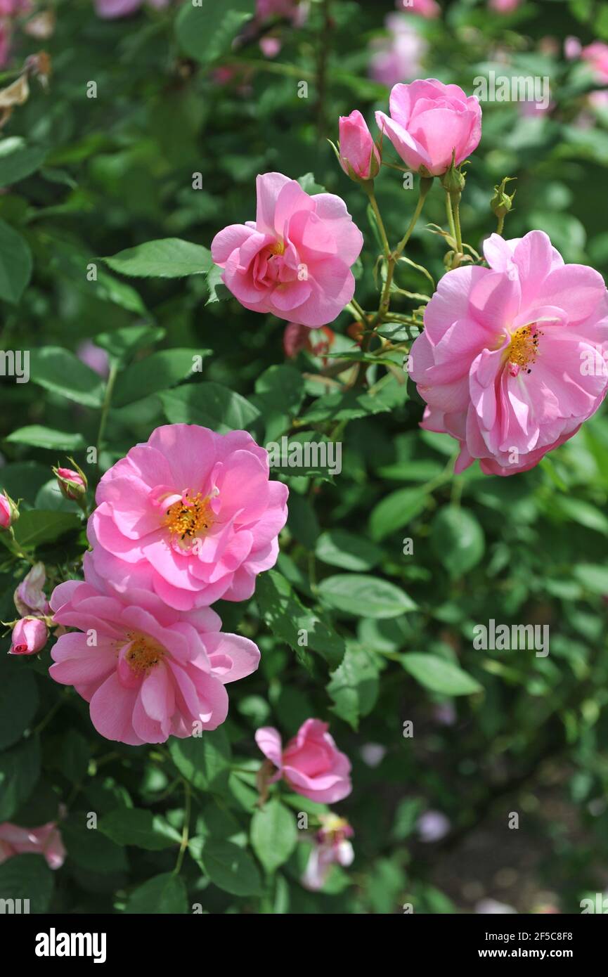 Pink shrub English rose (Rosa) Cariad blooms in a garden in May Stock ...