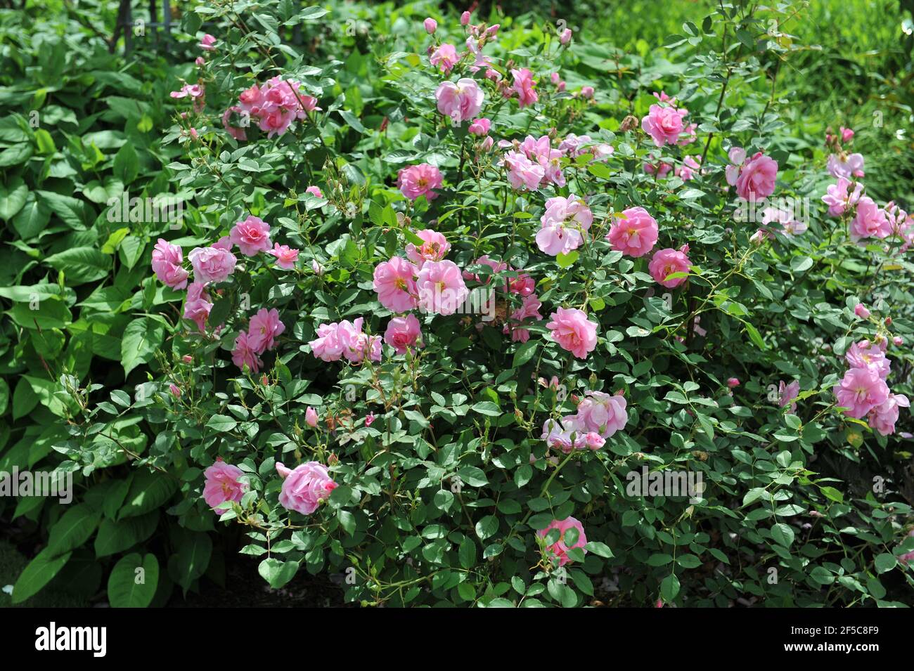 Pink shrub English rose (Rosa) Cariad blooms in a garden in May Stock ...