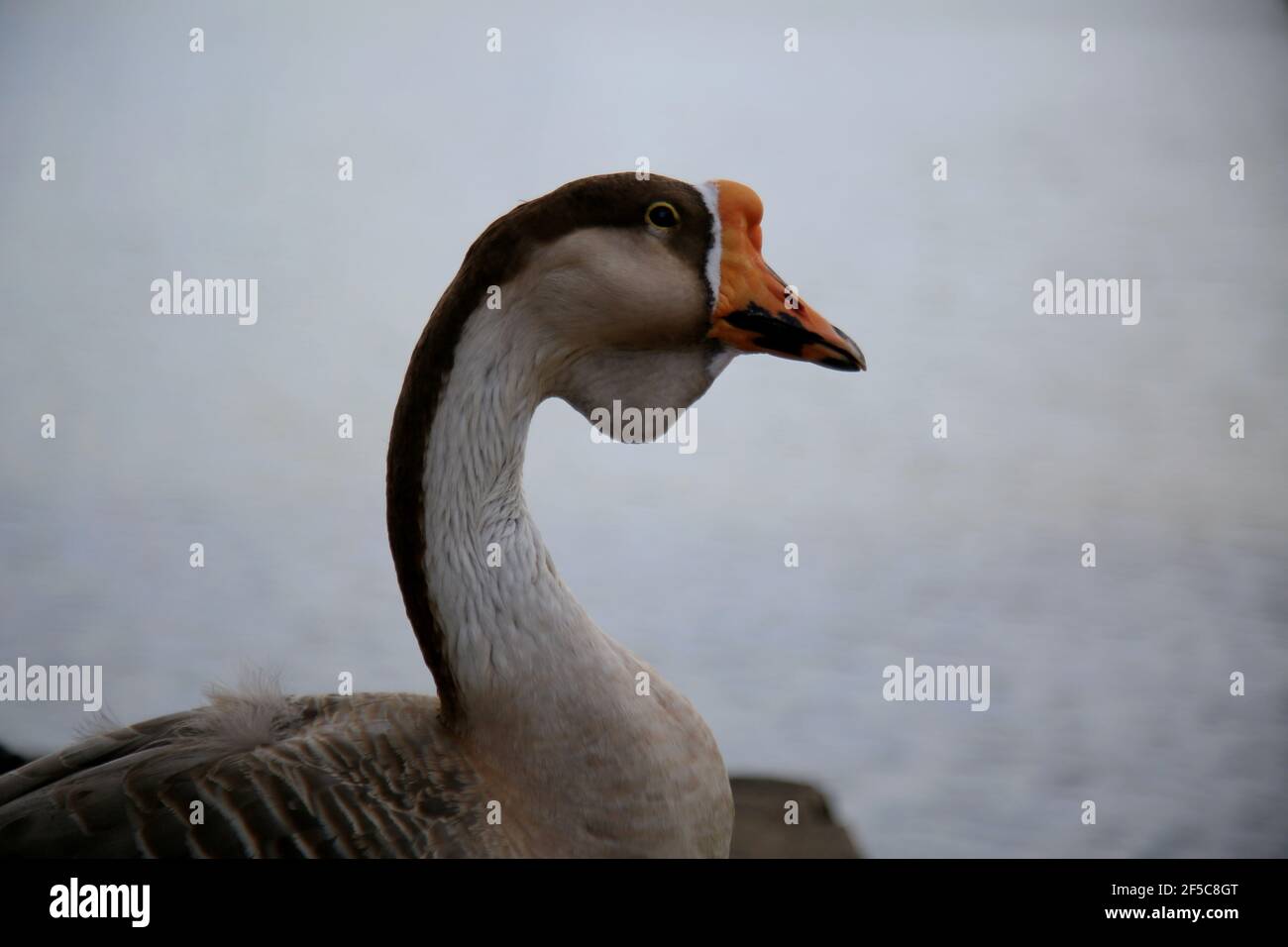 salvador, bahia, brazil - january 27, 2021: animal goose is seen near ...