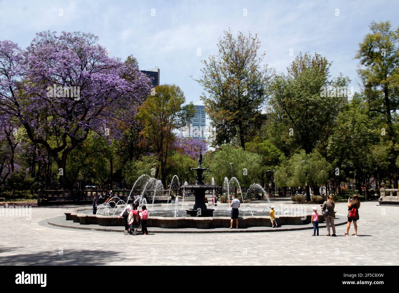 Jacaranda trees mexico city hi-res stock photography and images - Alamy