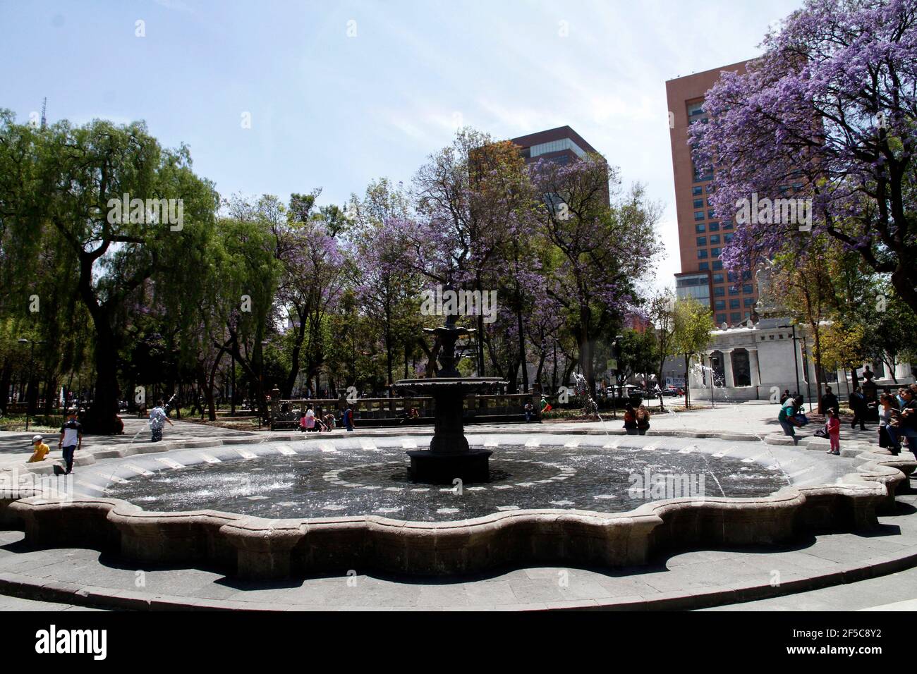 Jacaranda trees mexico city hi-res stock photography and images - Alamy