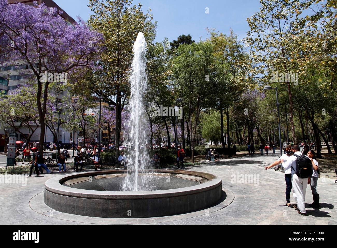 Jacaranda trees mexico city hi-res stock photography and images - Alamy