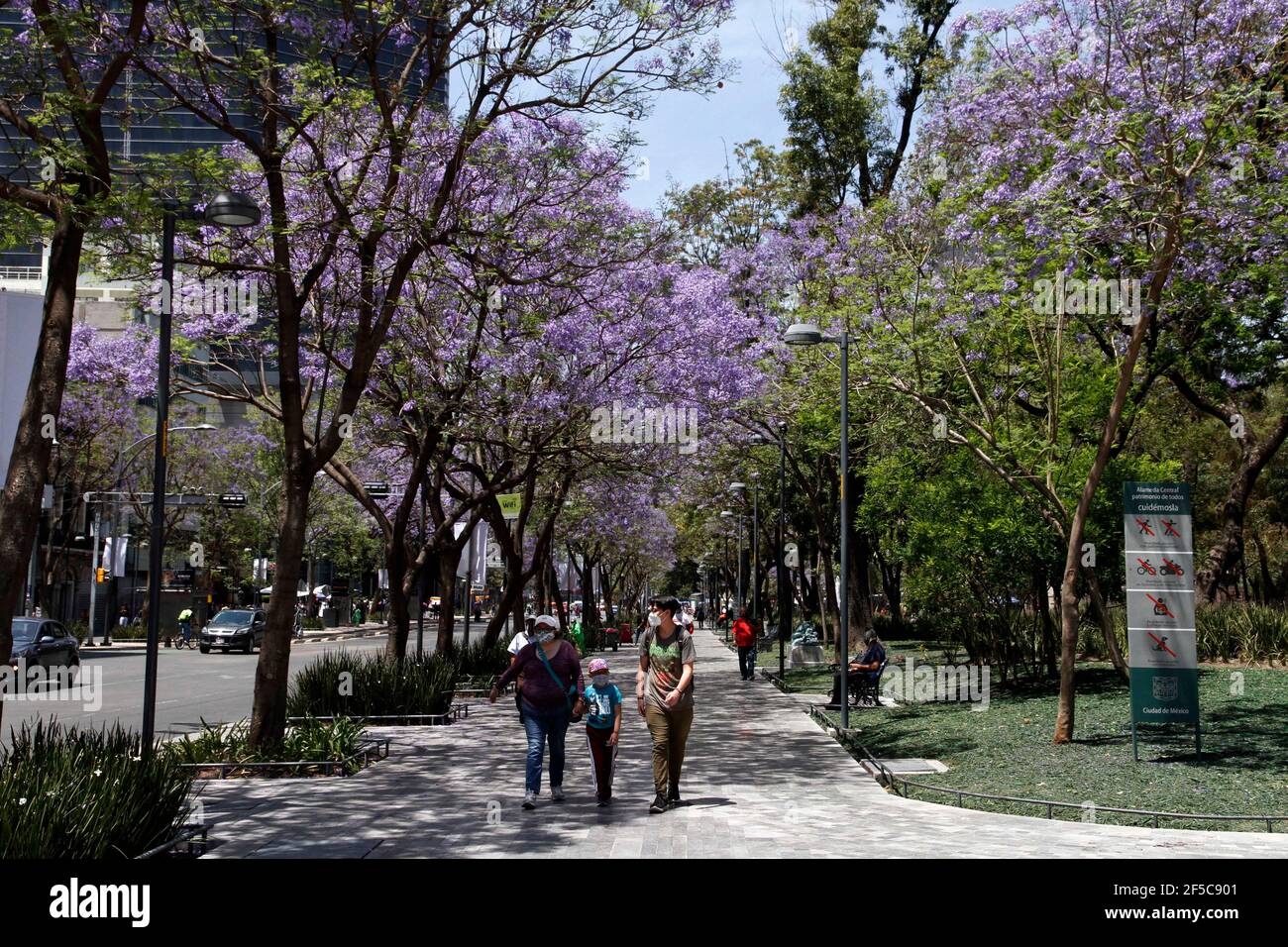 Jacaranda trees mexico city hi-res stock photography and images - Alamy