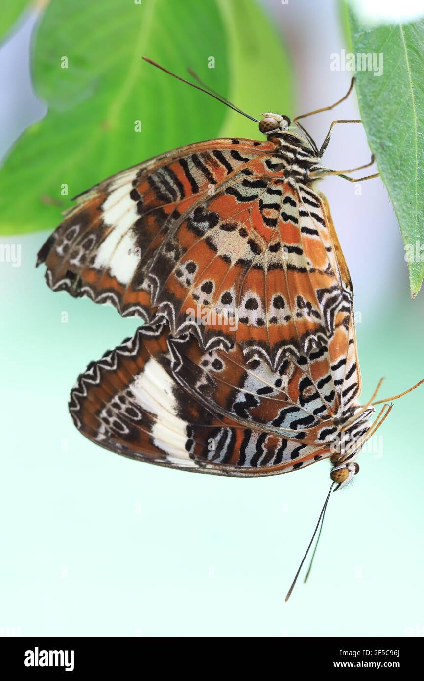 Female lacewing hi-res stock photography and images - Alamy