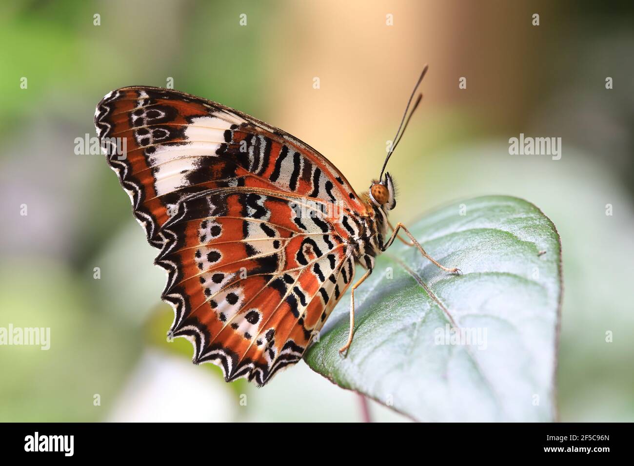 Butterfly wings closed hi-res stock photography and images - Alamy