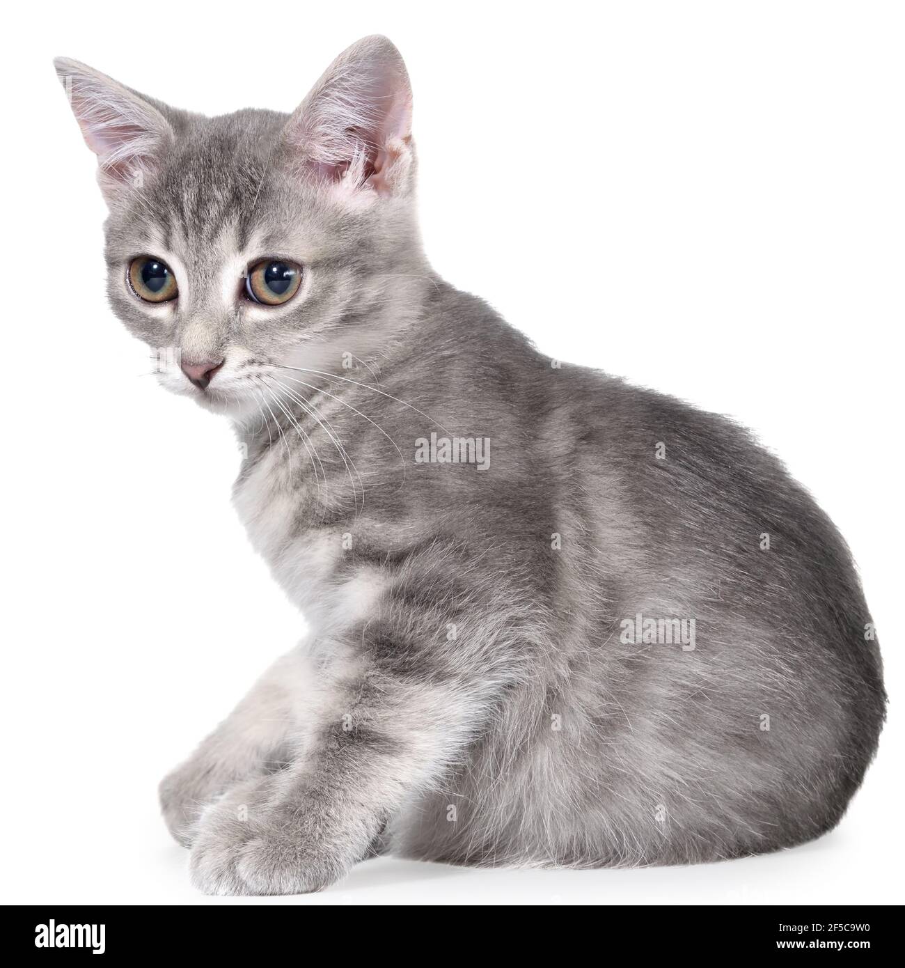 British shorthair tabby kitten lay isolated on a white background Stock ...