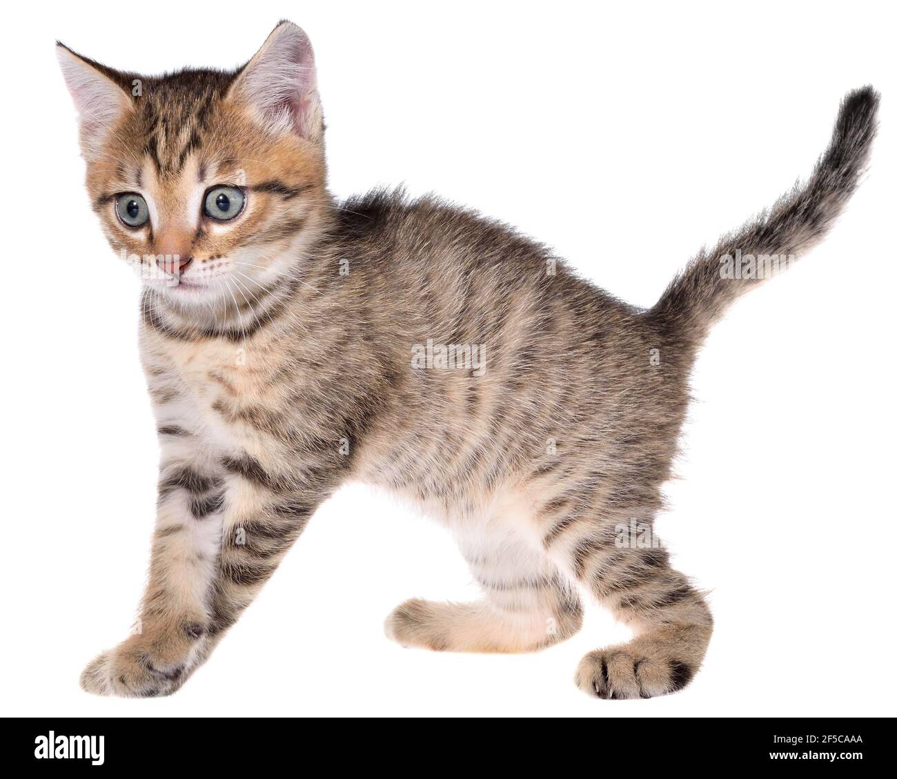 Shorthair brindled kitten goes isolated Stock Photo - Alamy